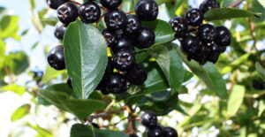 Maqui Berry: Benefits, Nutrition Facts, Side Effects and More