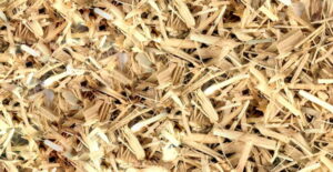 Eleuthero Root: Health Benefits, Uses, and Side Effects