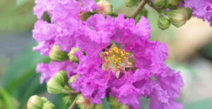 Lagerstroemia speciosa: Health Benefits, Uses, and Side Effects