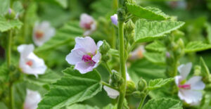 Althaea Officinalis: Ancient Medicinal Plant for Healing and Relief