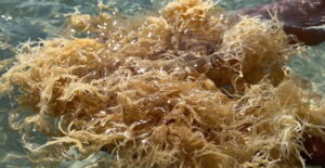 Sea Moss Pros and Cons: Nutritional Value and Risks Explained Clearly